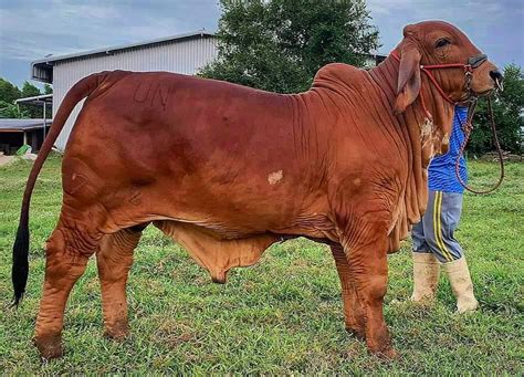 Photo Gallery เกษียณในวัย 30 ได้เพราะ “ไลฟ์ขายวัว” ถอดหมวกวิศวกรลุยฟาร์ม ฟันหลักล้าน เดือน