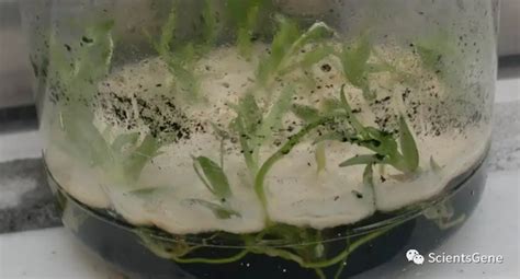 【组培专题7】组织培养过程中的细菌与真菌污染 知乎