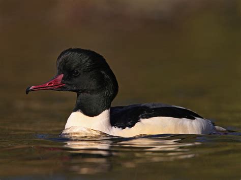 Common Merganser Profile Traits Facts Diet Breeding Birdbaron
