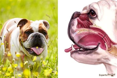 Son Boston Terriers Braquicéfalos