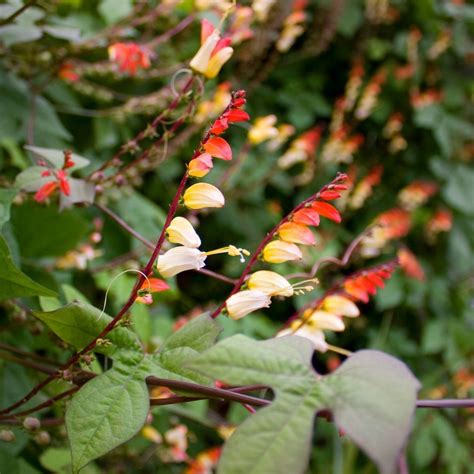 Exotic Love Vine Seeds The Seed Collection