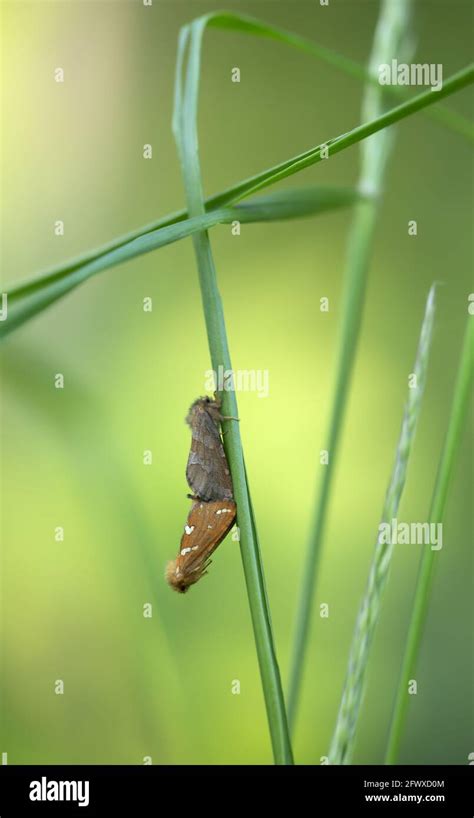 Swift Insects Hi Res Stock Photography And Images Alamy