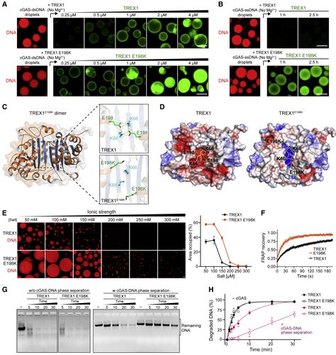 Cgas Phase Separation Inhibits Trex1 Mediated Dna Degradation And