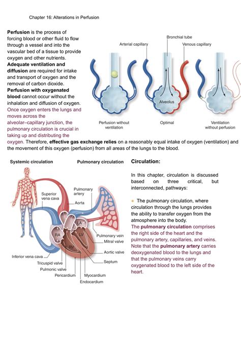Chapter 16 Alterations In Perfusion Bio 3030 Bio3030 Stuvia Us