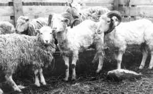 The Feral Sheep Of Campbell Island