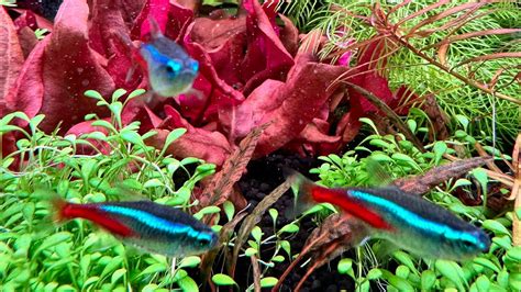 О растениях и уходе Youtube