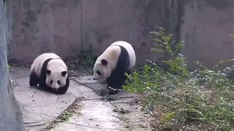 熊猫宝宝在园区搞破坏后，赶紧换姐姐来“上班”，自己跑去睡大觉 Youtube