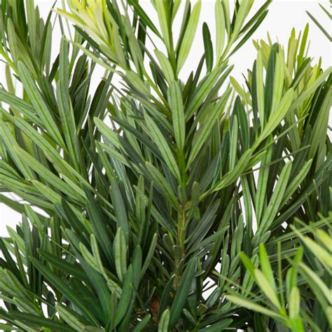 Pringles Dwarf Podocarpus