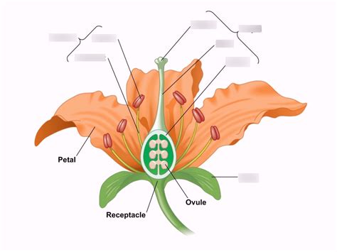 Biology 1108 Review Diagram Quizlet