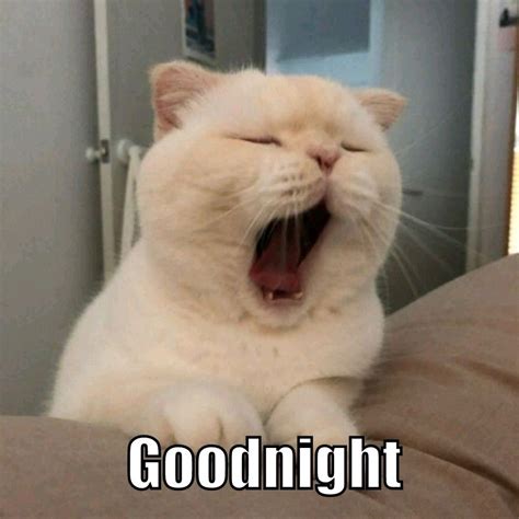 Good Night Meme Good Night Cat Cute Good Night Good Night Messages Good Night Sweet Dreams