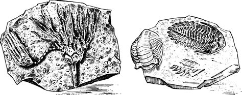 Spiral Shell Fossil Vector Images Over 620 Spiral Shell Fossil Vector Images Over 620