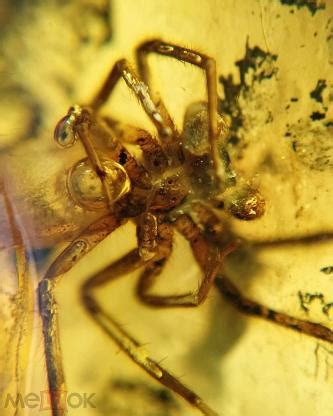 ЯНТАРЬ! РЕДКИЙ ИНКЛЮЗ (КРУПНЫЙ ПАУК В ЯНТАРЕ) ! ! ! ВИДЕО (торги ...