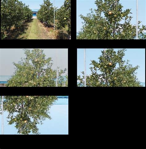 Some Of The Augmentation Methods A Original Image B Crop Processing Download Scientific