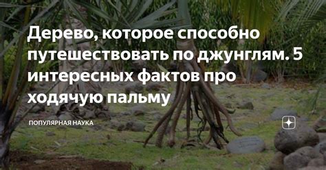 Дерево которое способно путешествовать по джунглям 5 интересных фактов про ходячую пальму