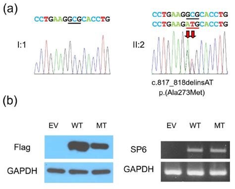 A Dna Sequencing Chromatograms Of The Pcr Amplification Products From
