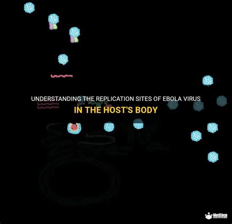 Understanding The Replication Sites Of Ebola Virus In The Hosts Body