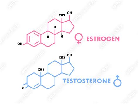 Estrogen And Testosterone Hormones Symbol Sex Hormones Molecular