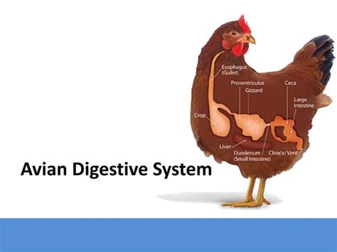 Duck Digestive System Pptx