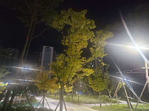 영환 엄마 잠깐 저 좀 보세요 옛날처럼요 벌써 십사 년이 흘렀어요 전 죽었어요 엄마는 손주를 보셨고요 전 조지하고 결혼했어요 월리도 죽었어요 캠핑갔다