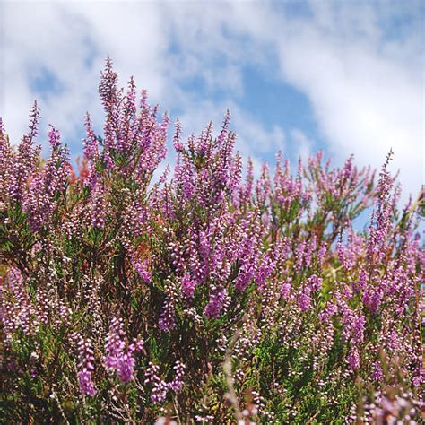 110 Heather Burning Uk Fotografías De Stock Fotos E Imágenes Libres De Derechos Istock