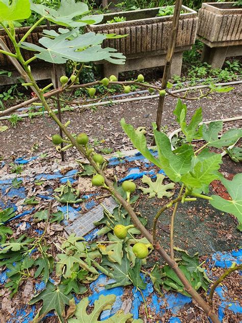 สวนมะเดื่อฝรั่ง Fig For Health ผลไม้เพื่อสุขภาพ จำหน่ายผลสด และ กิ่งพันธุ์ Amphoe Kuchinarai