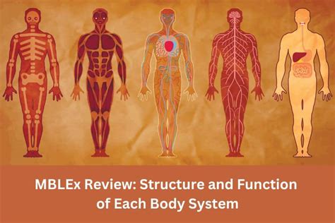 mblex review structure and function of each body system