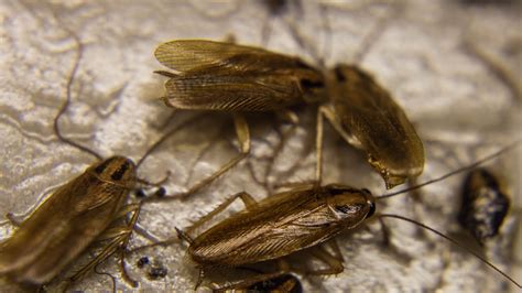 How Effective Are Cockroach Baits And Traps Pest Czar