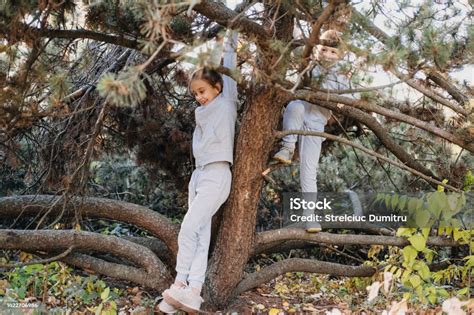 가을 소나무 숲에서 두 아이가 나무 줄기를 등반합니다 어린이 게임 레저 레크리에이션 라이프 스타일 여름 휴가 모험 성취 행복한 가족 어린 시절 건강한 활동적인 라이프 스타일