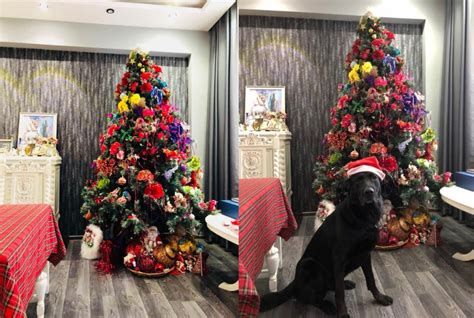 ცნობილების ნაძვის ხეები მშობლები