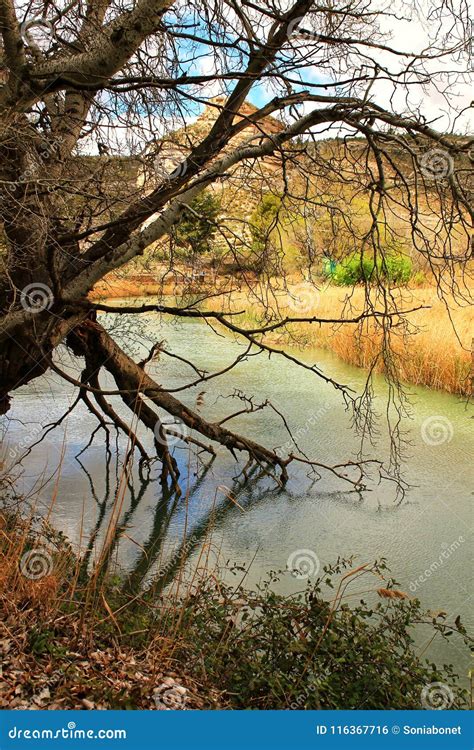 Tree With Roots In The River Stock Photo Image Of Fresh Peaceful
