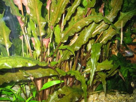 Криптокорина вендта Ми-Ойя (Cryptocoryne wendtii 'Mi Oya') | Интернет ...