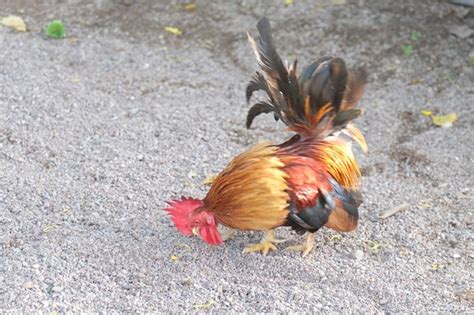 Small Rooster Images Free Download On Freepik