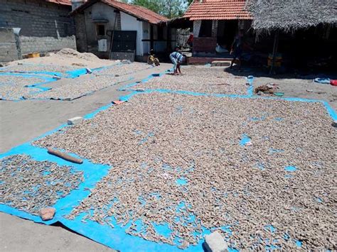 වියළි මුහුදු කූඩැල්ලන් තොගයක් ළඟ තබා ගත් අයෙකු නාවික හමුදා අත්අඩංගුවට Ada Online