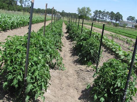 Tomato Trellising Hoss Tools