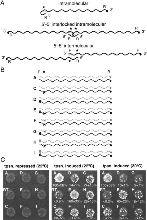 Identification and characterization of critical cis-acting sequences ...