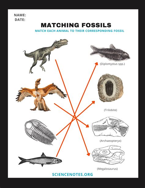 Fossils Worksheets Worksheets Library