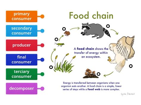 Food Chain Roles 1 Labelled Diagram
