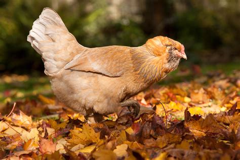 Ameraucana Chicken Breed Guide — Practical Self Reliance