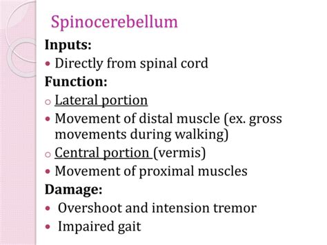 Cerebellum Parts And Function Ppt