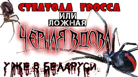 СТЕАТОДА ГРОССА или ложная ЧЁРНАЯ ВДОВА у меня дома Youtube