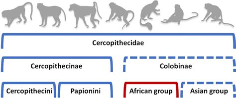 Of Evolutionary Processes Across Cercopithecidae As Detailed In Table Download Scientific