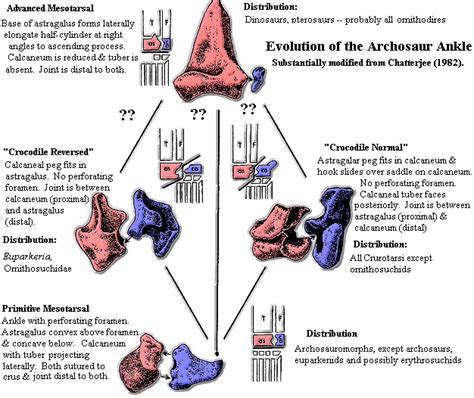 Palaeos Vertebrates Archosauria Crown Group Archosauria