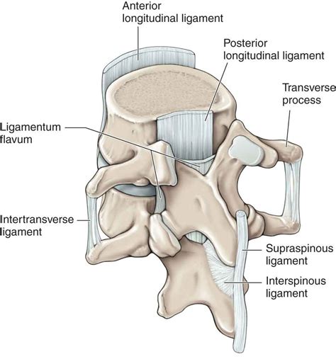 Vertebral Column Musculoskeletal Key