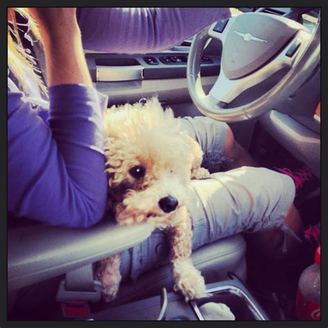 Rocco My Cockapoo Driving
