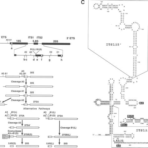 Pdf The 5 End Of Yeast 5 8s Rrna Is Generated By Exonucleases From An Upstream Cleavage Site