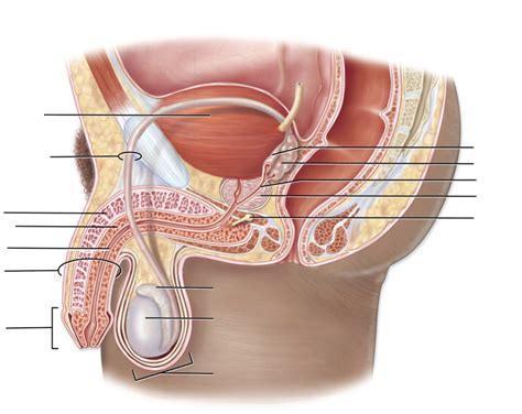 Male Reproductive System Diagram Quizlet