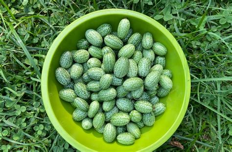 Пепкино — самые маленькие арбузы в мире