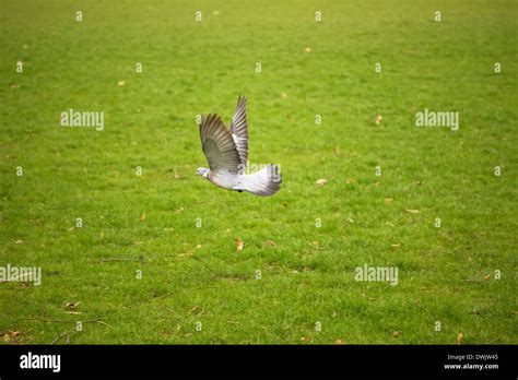 Flying pigeon hi-res stock photography and images - Alamy