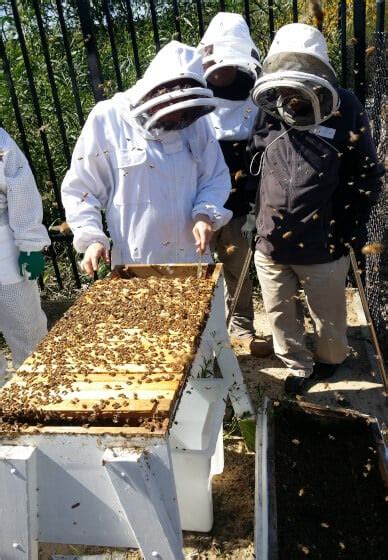 Beginners Beekeeping Class Sydney Events Classbento