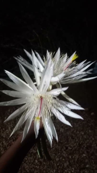 මගේ රට අනිත් රටවල් වලට වඩා කොච්චර ලස්සනයිද 💖💖 I Am Proud To Be A Sri Lankan ️🇱🇰🇱🇰 Srilanka